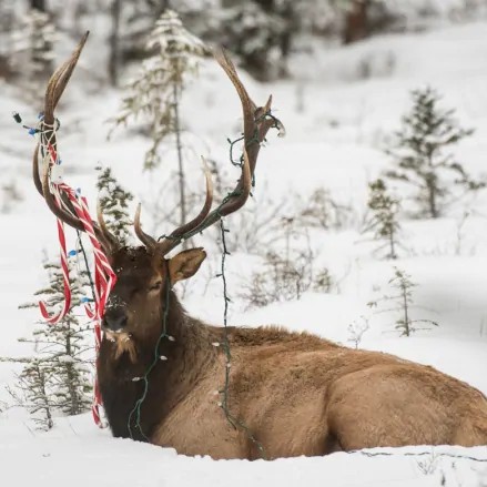 Guaranteed Elk Hunts in Saskatchewan, Canada - Echo Lake Hunts