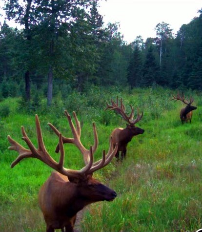 Guaranteed Elk Hunts in Saskatchewan, Canada - Echo Lake Hunts